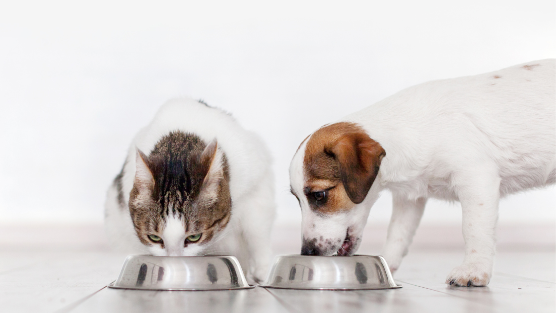 Master The Transition To Wet Food For Your Beloved Pets Like A Pro